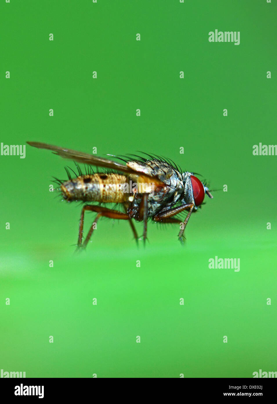 Side view housefly hi-res stock photography and images - Alamy