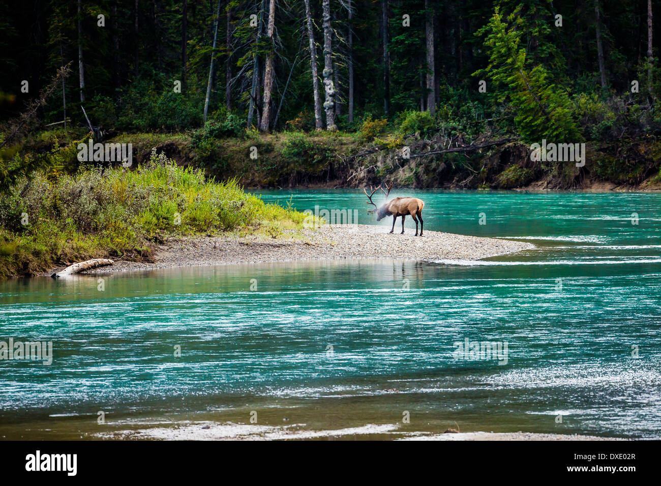 Banff national park wildlife hi-res stock photography and images - Alamy