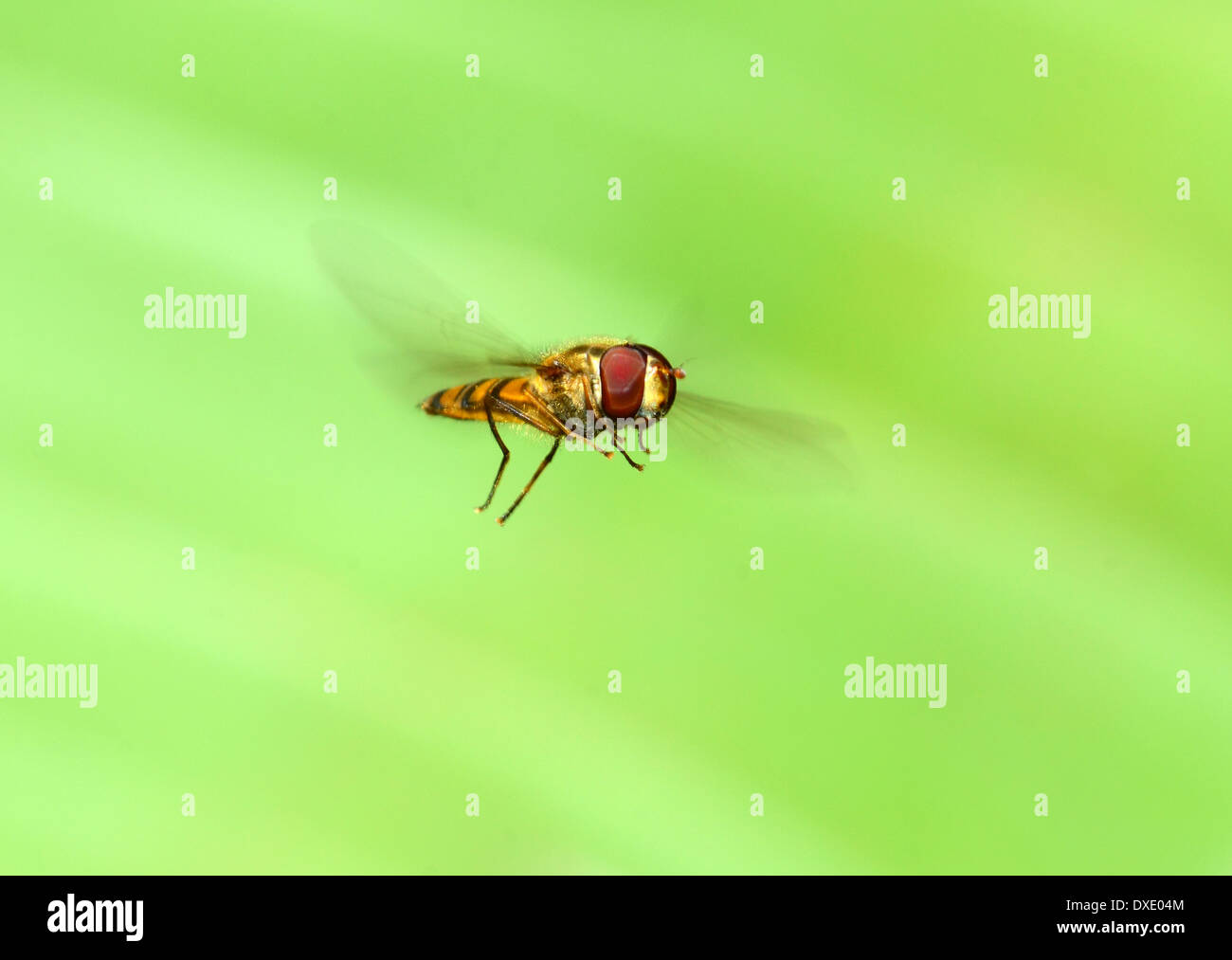 Hover-fly in mid air Stock Photo - Alamy