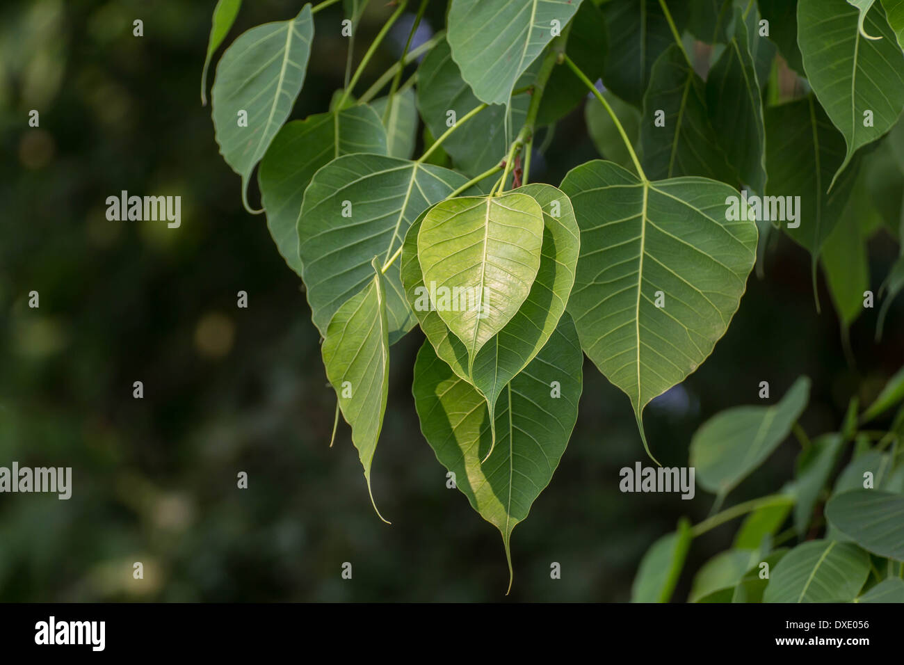 Ficus religiosa Sacred Fig Tree Pipal Bohhi Bo Peepul Stock Photo - Alamy