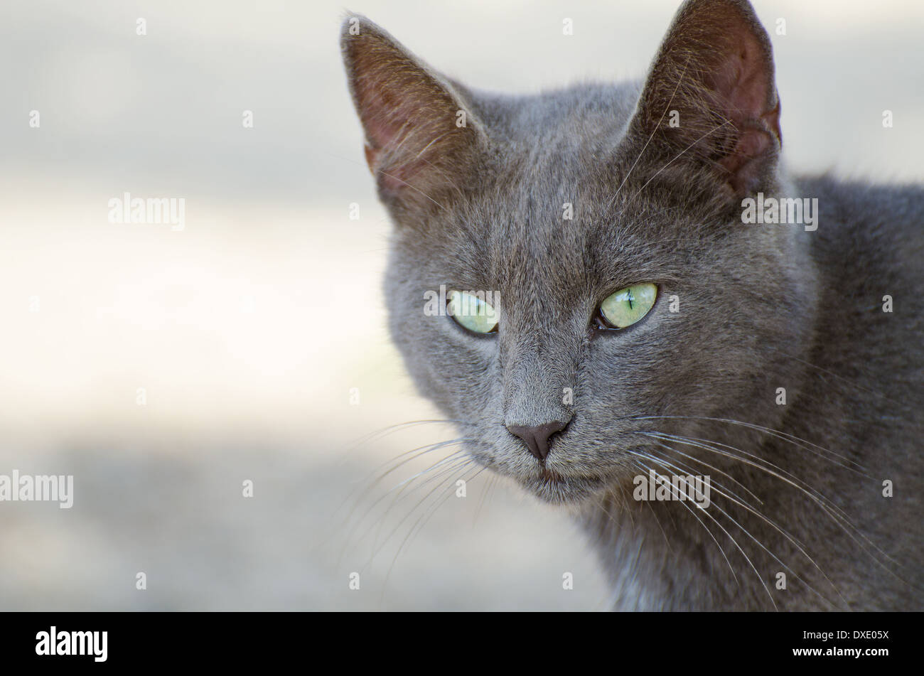 Cute street cat outdoors Stock Photo - Alamy