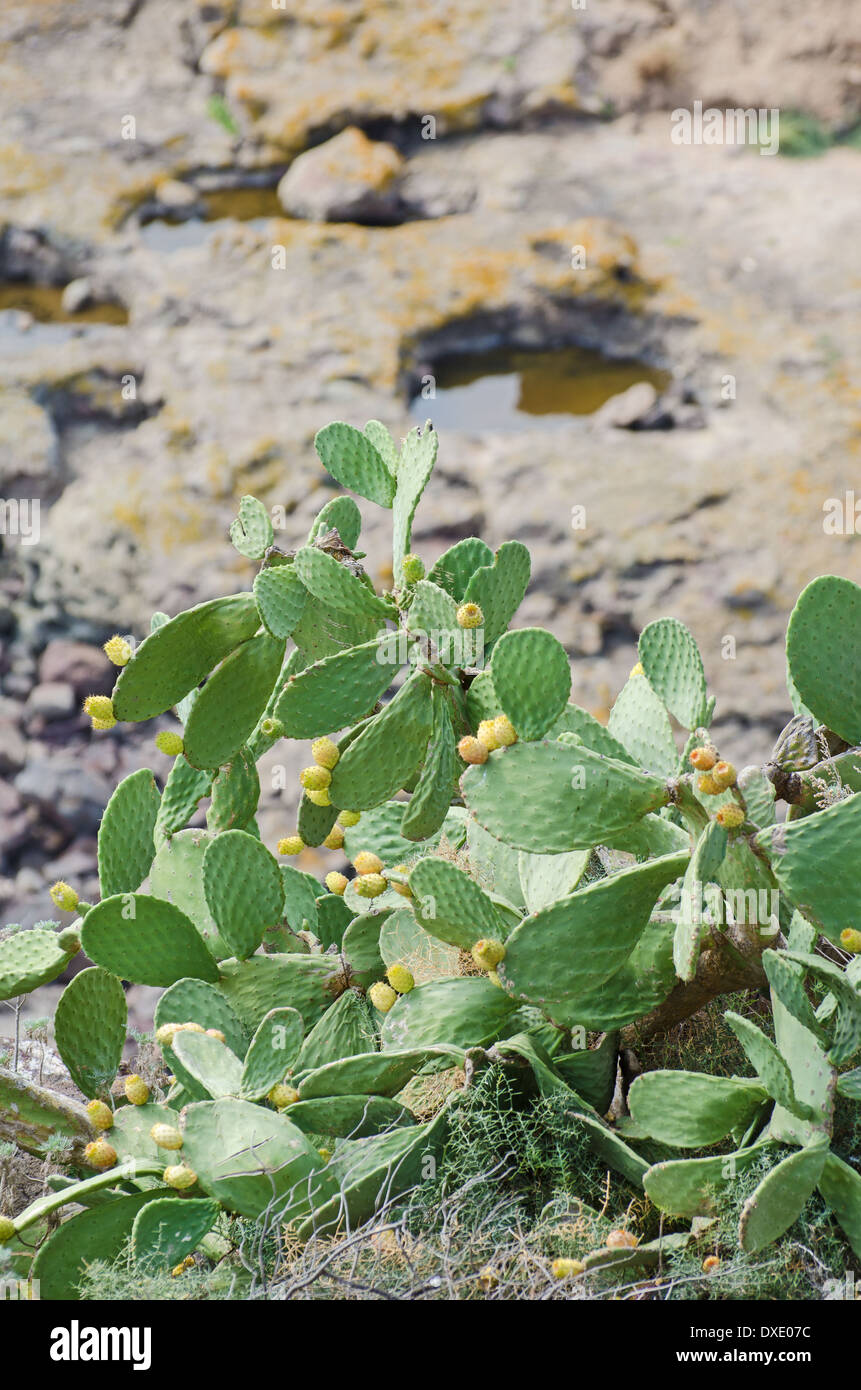 Indian cactus hi-res stock photography and images - Alamy