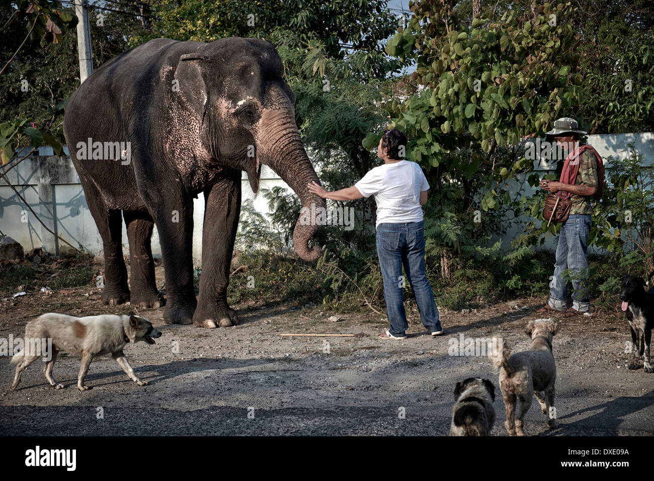 Humans Interacting Animals High Resolution Stock Photography and Images ...