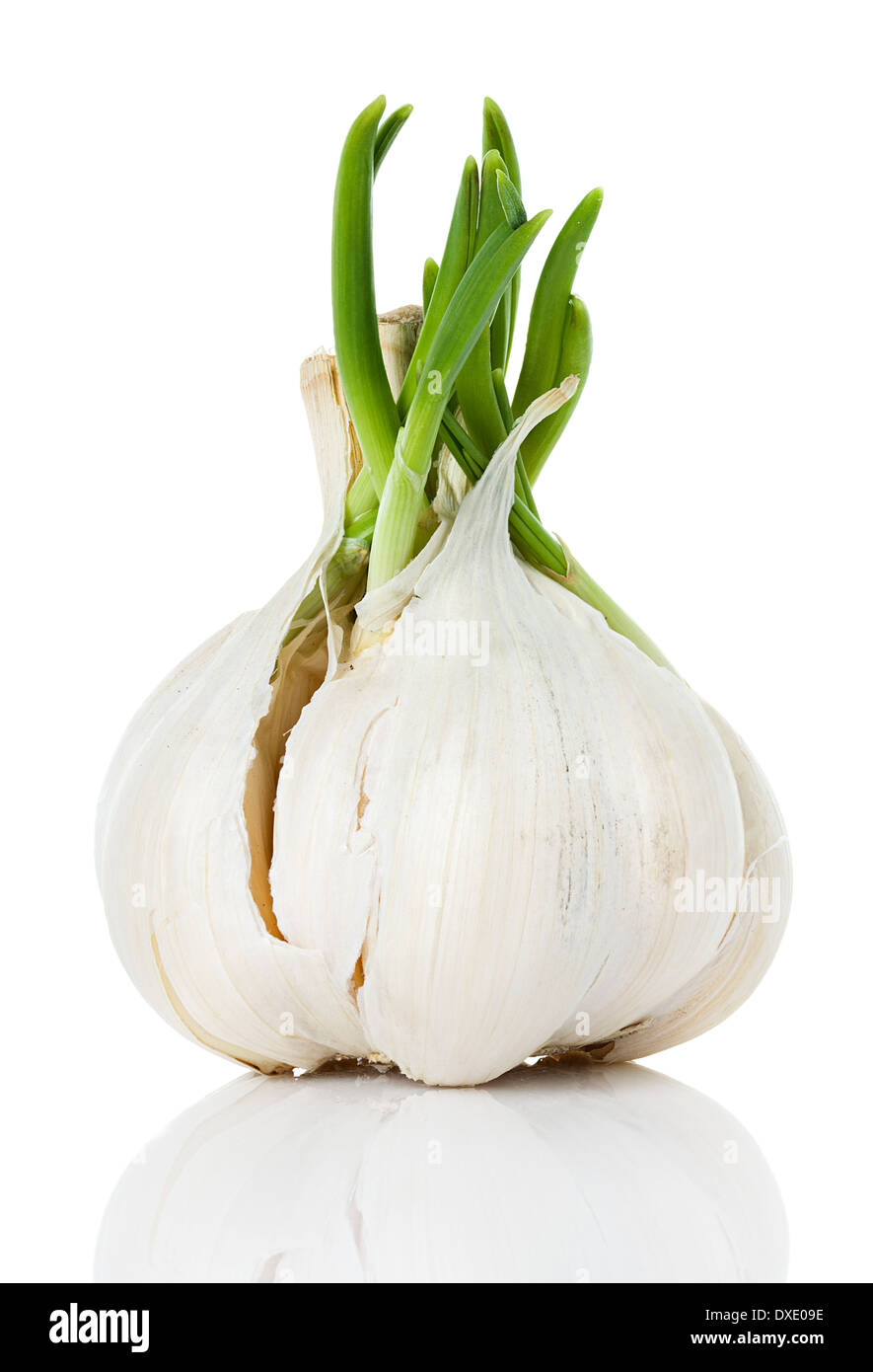 garlic close up on white background Stock Photo - Alamy