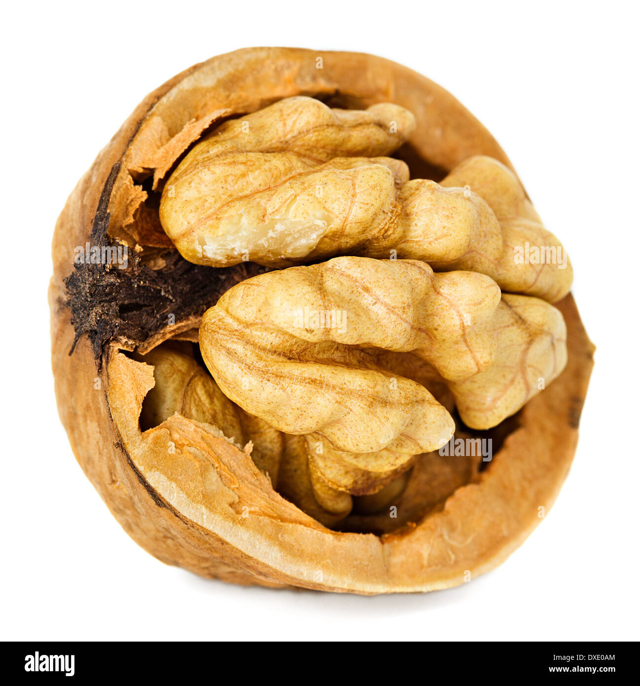 walnut half isolated on the white background Stock Photo - Alamy