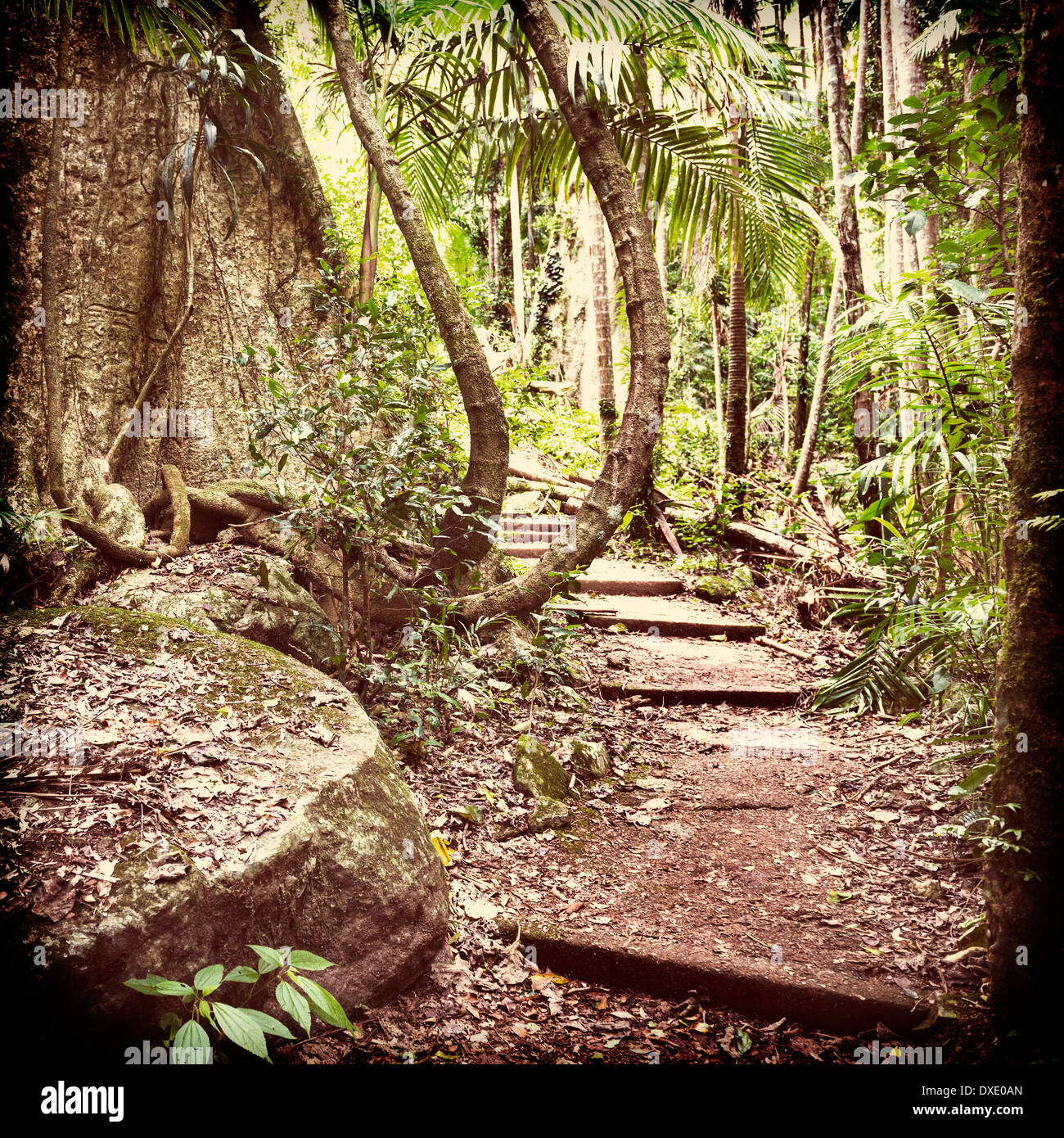 Path through old growth forest along the Mount Warning trail in New ...