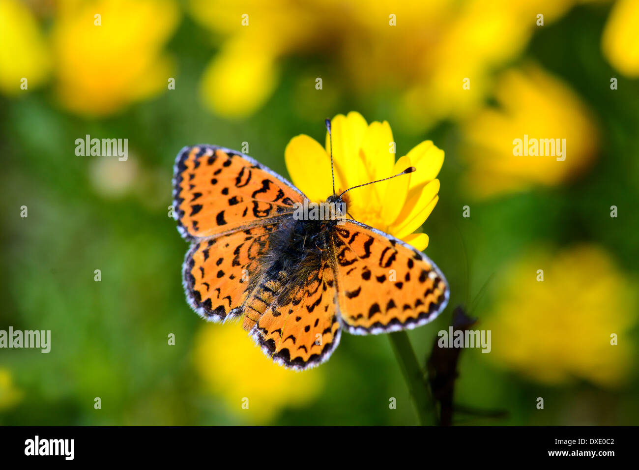 Lesser Spotted Fritillary, Melitaea trivia Stock Photo - Alamy