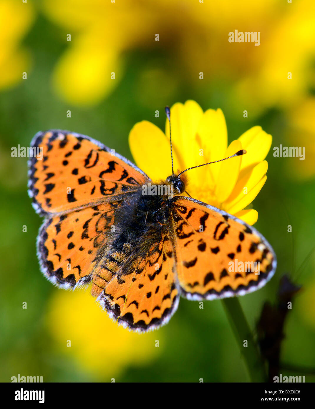 Lesser Spotted Fritillary, Melitaea trivia Stock Photo - Alamy