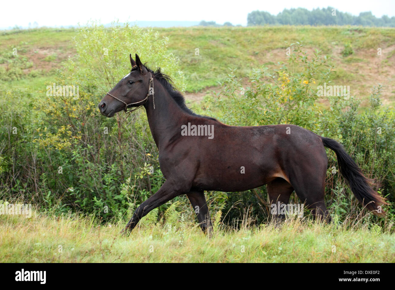 Wild mustang on ridge with autumn background Stock Photo - Alamy
