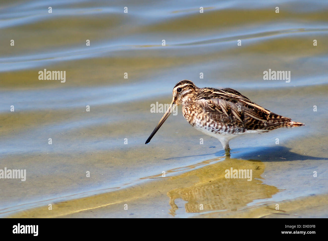 Common snipe, Gallinago gallinago Stock Photo - Alamy