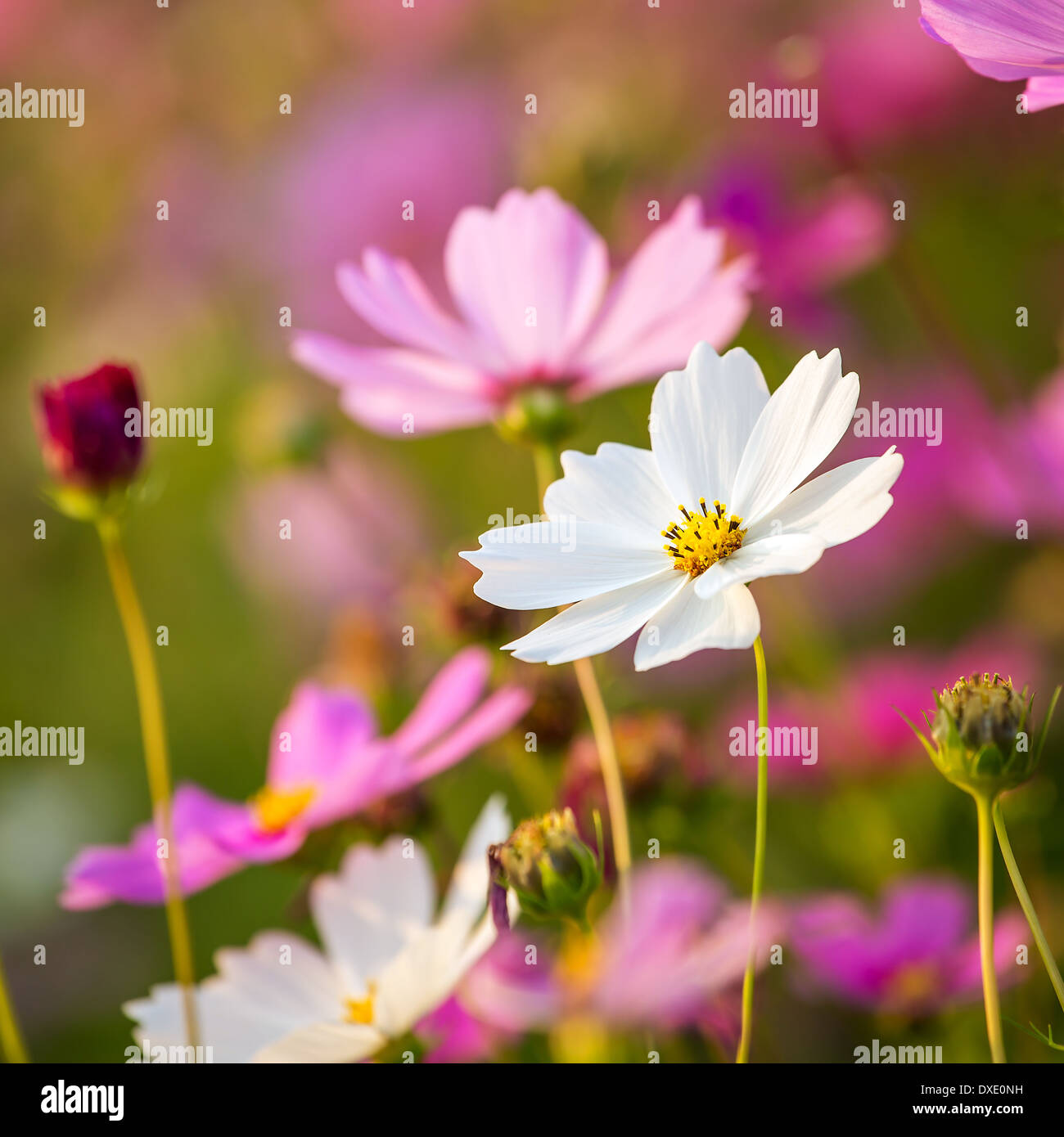 Beautiful pink flowers white hi-res stock photography and images - Alamy