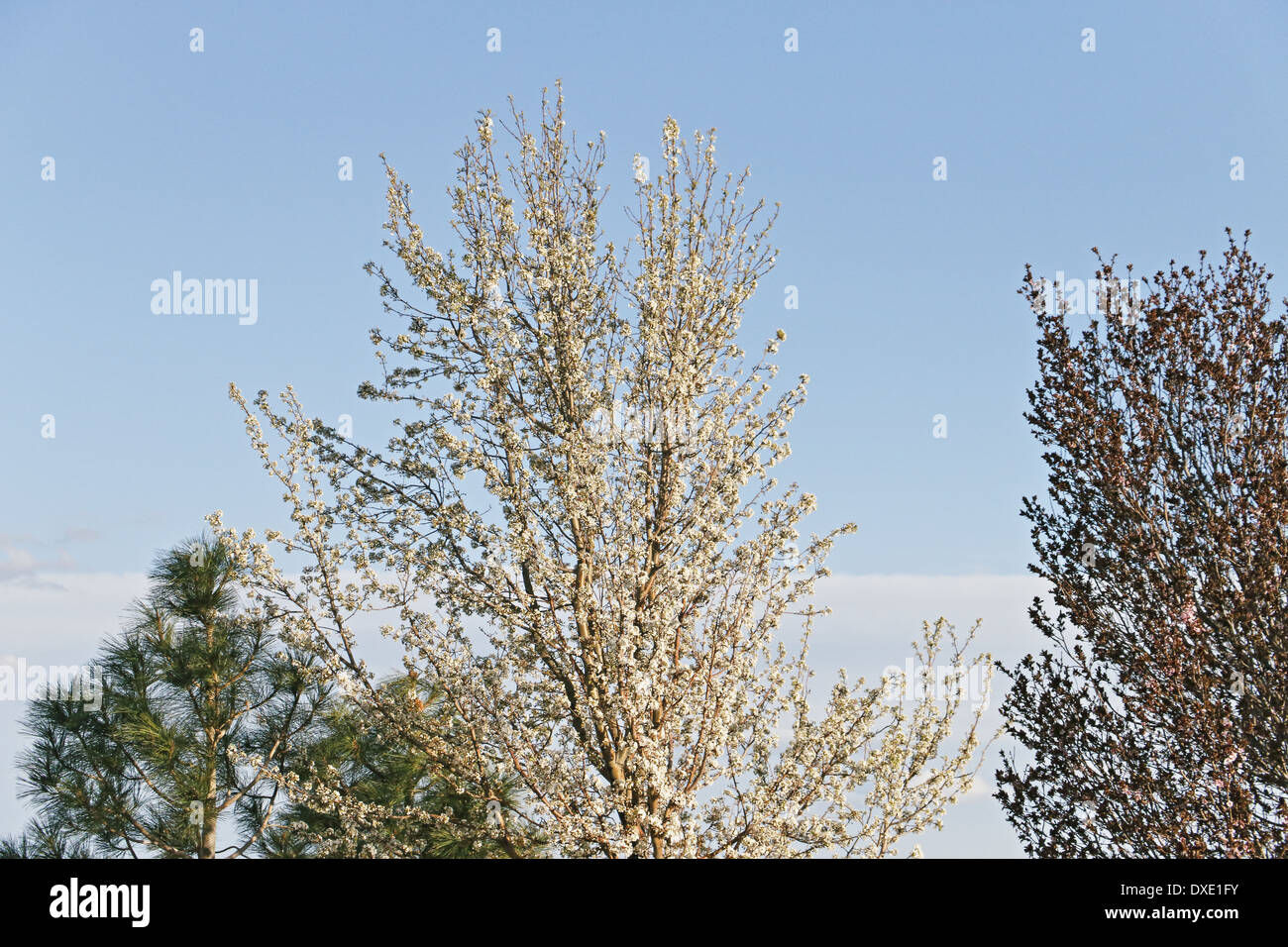 Cherry and white pine hi-res stock photography and images - Alamy