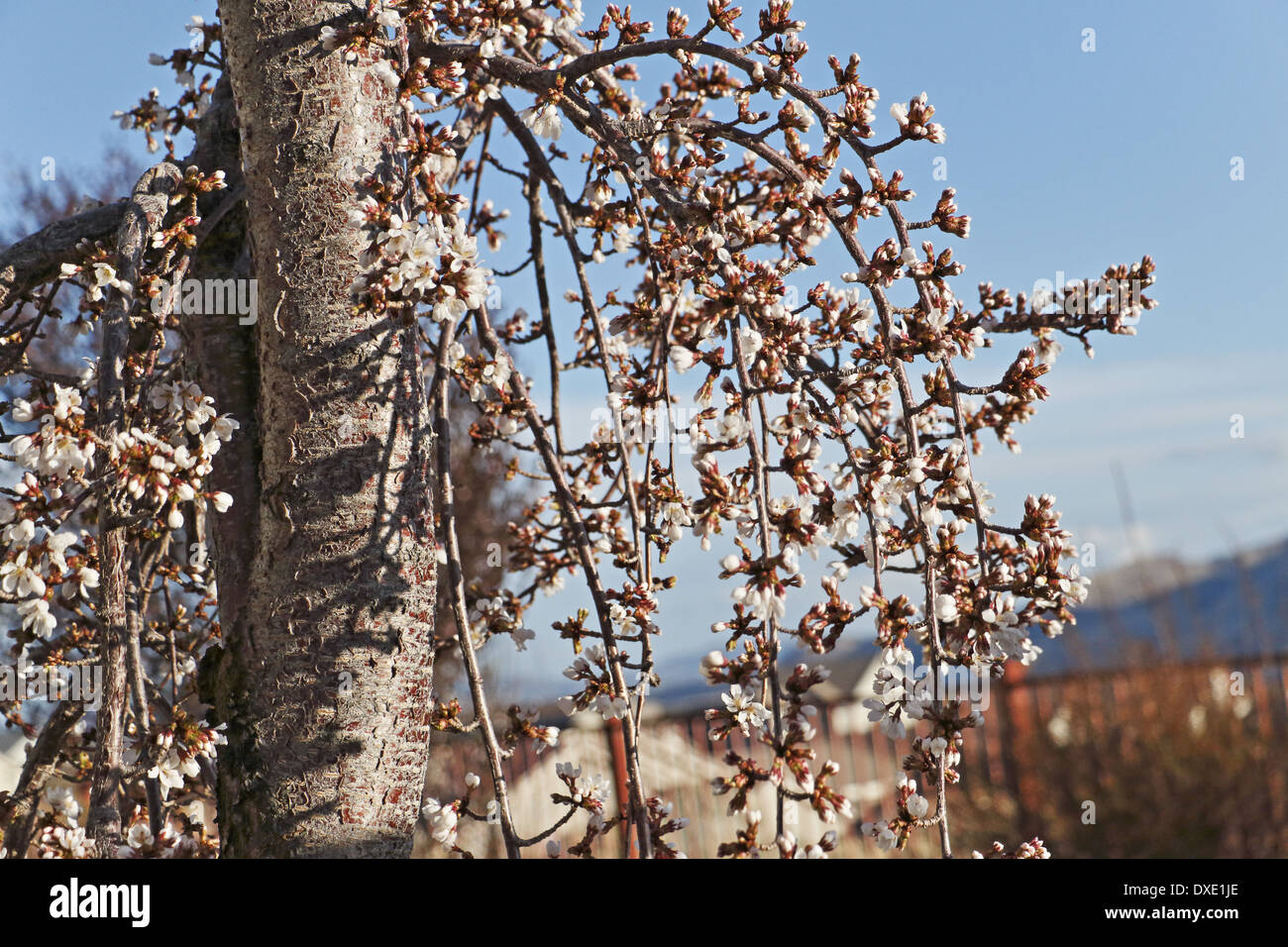 Big cherry tree hi-res stock photography and images - Alamy