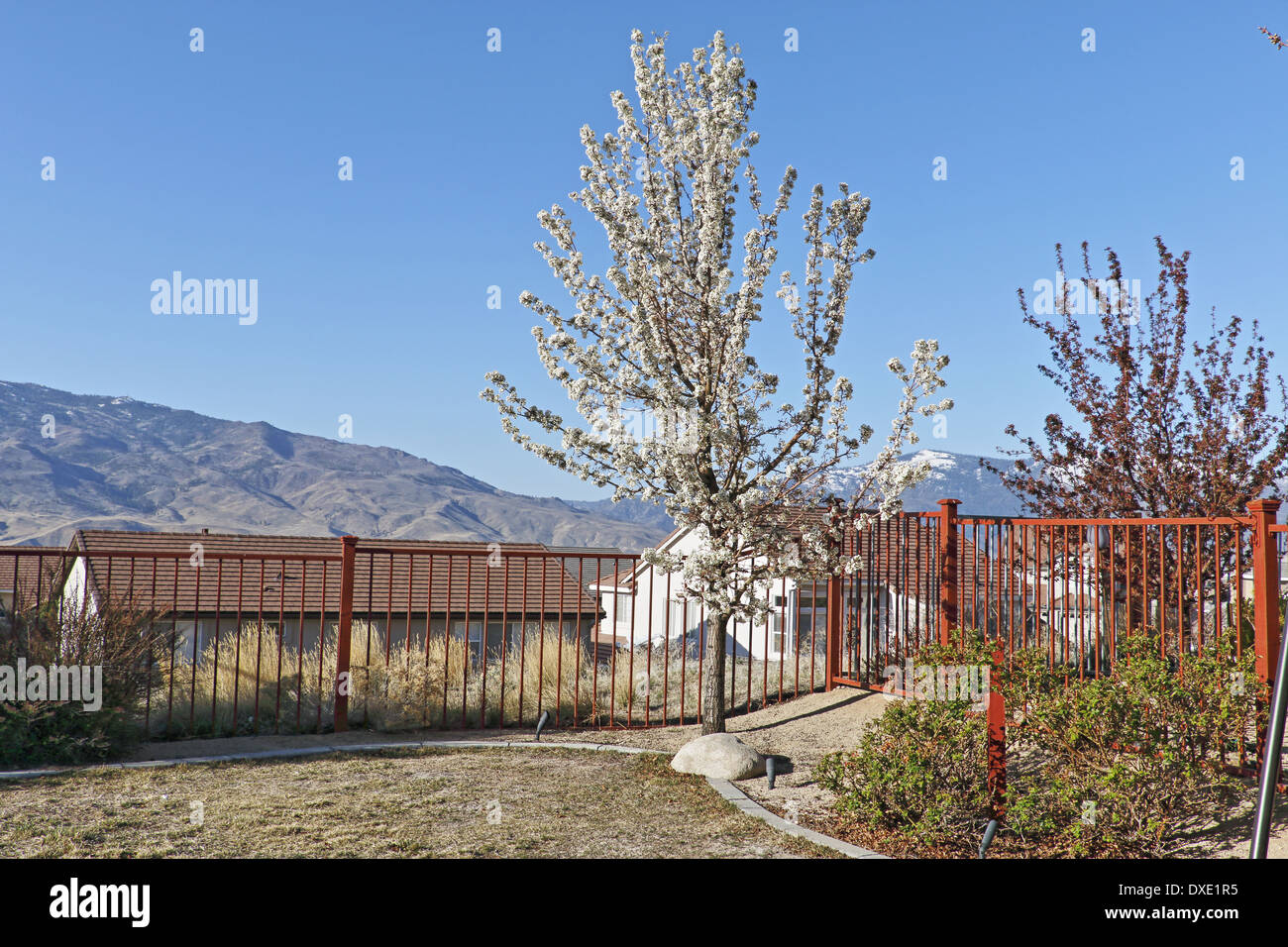 Trees backyard hi-res stock photography and images - Alamy