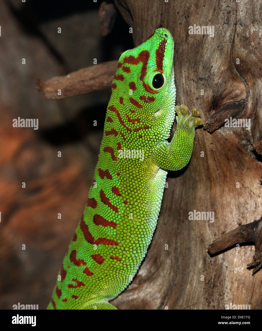Green Madagascar Day Gecko (Phelsuma madagascariensis Stock Photo - Alamy