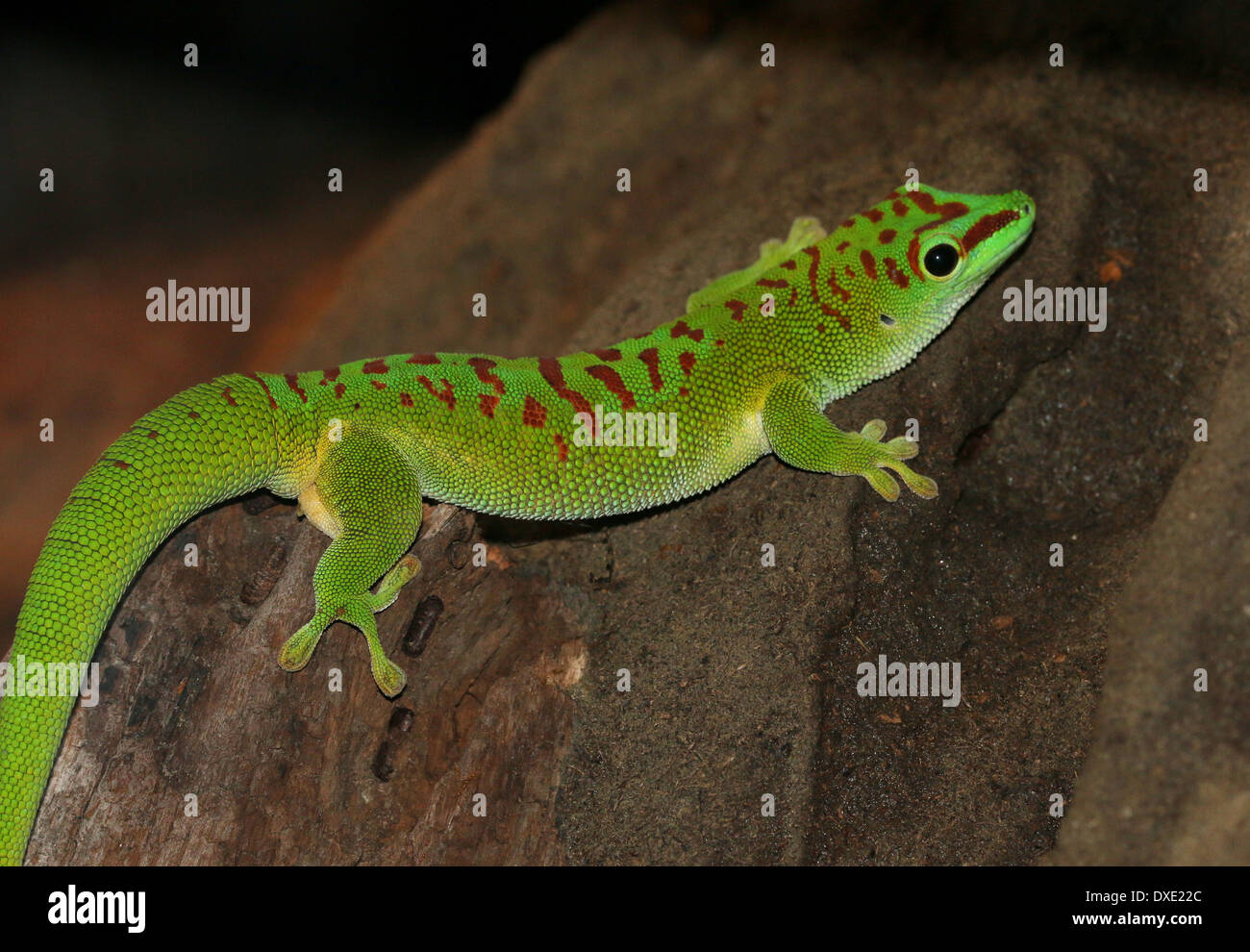 Green Madagascar Day Gecko (Phelsuma madagascariensis Stock Photo - Alamy