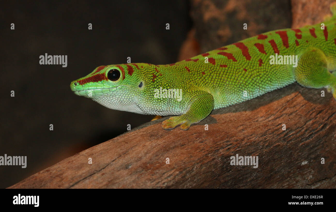 Green Madagascar Day Gecko (Phelsuma madagascariensis Stock Photo - Alamy