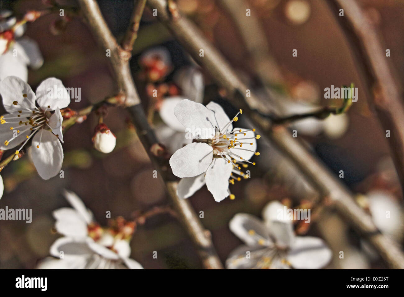 Tiny branches hi-res stock photography and images - Alamy