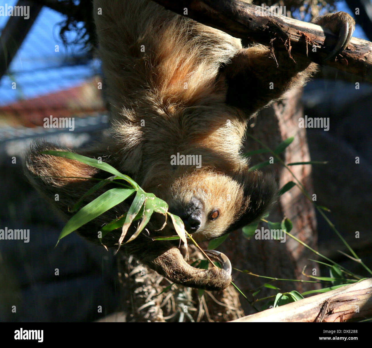 Hoffmann's two-toed sloth (Choloepus hoffmanni) close-up of the head ...