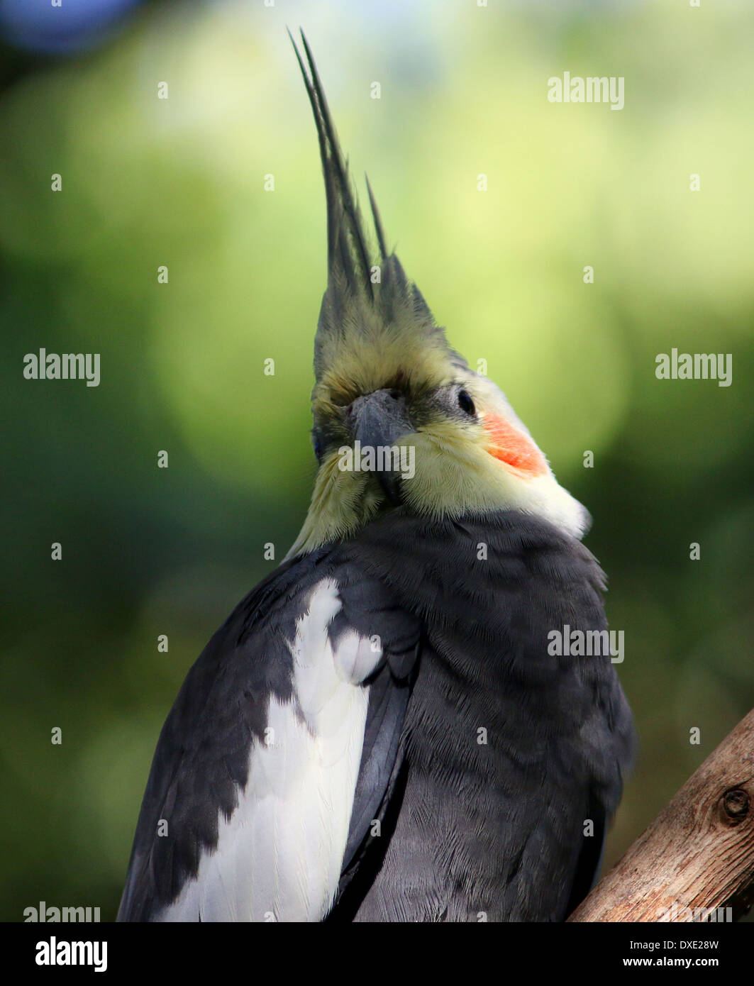 Cacatua cocotilla hi-res stock photography and images - Alamy