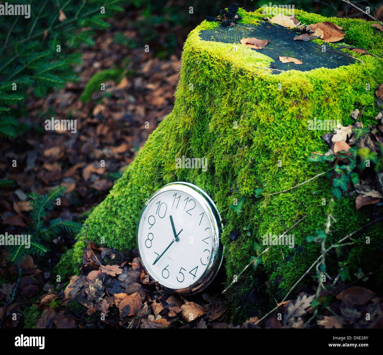 Clock and tree stump Stock Photo - Alamy