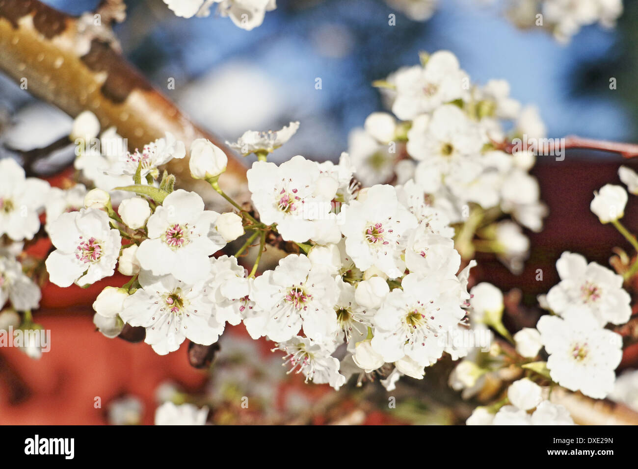 Cherry flowers hi-res stock photography and images - Alamy