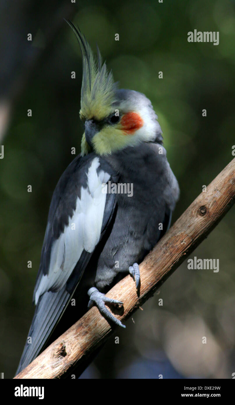 Weiro Birds High Resolution Stock Photography and Images - Alamy