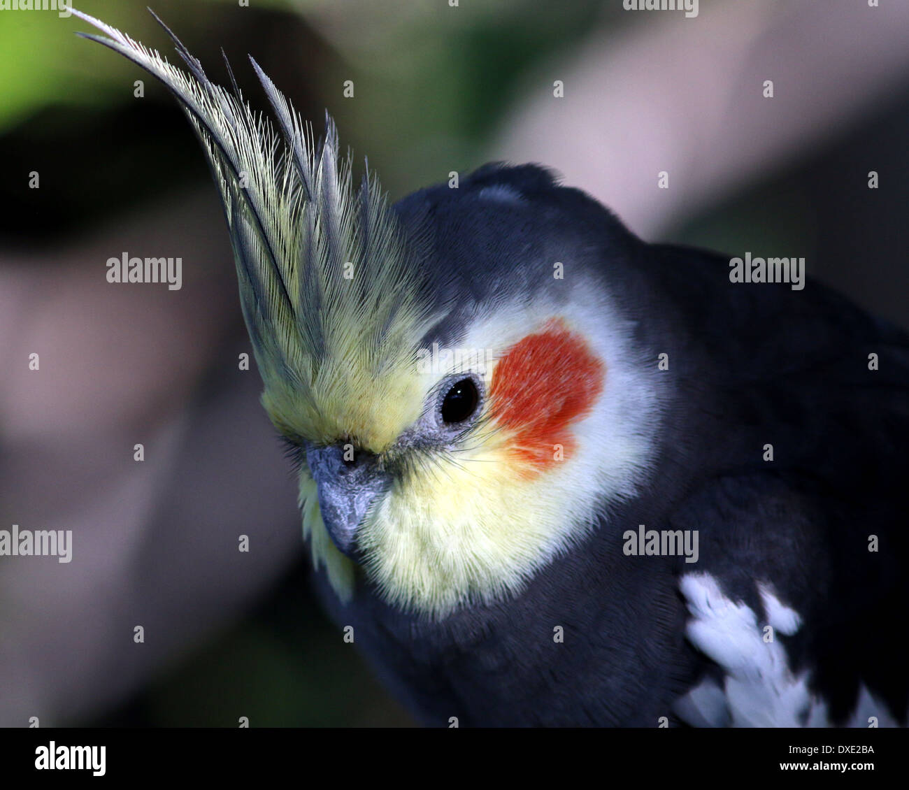 Cockatiel (Nymphicus hollandicus) a.k.a. Quarrion, Weiro, a cockatoo ...