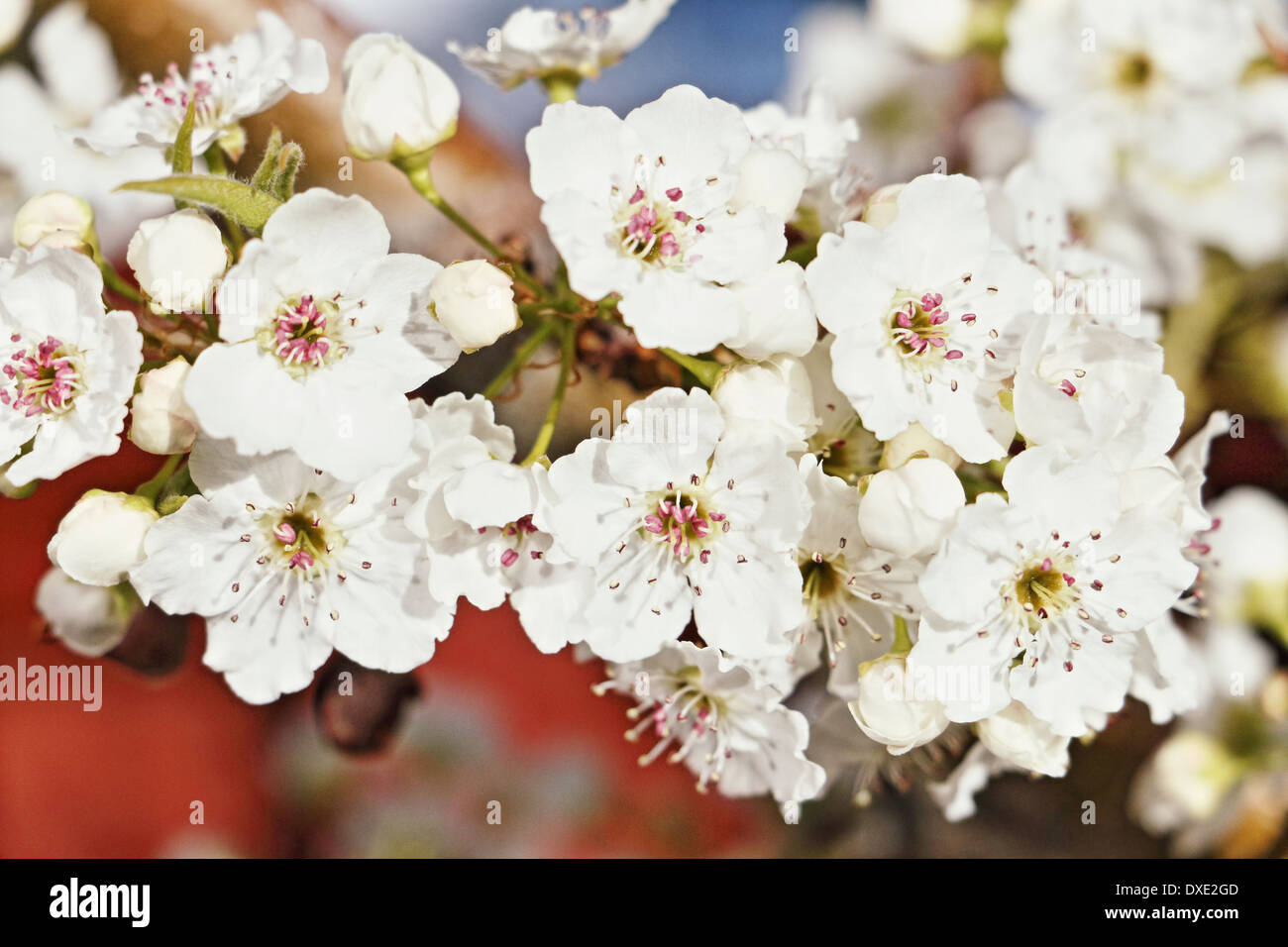 The branch is beautiful hi-res stock photography and images - Alamy
