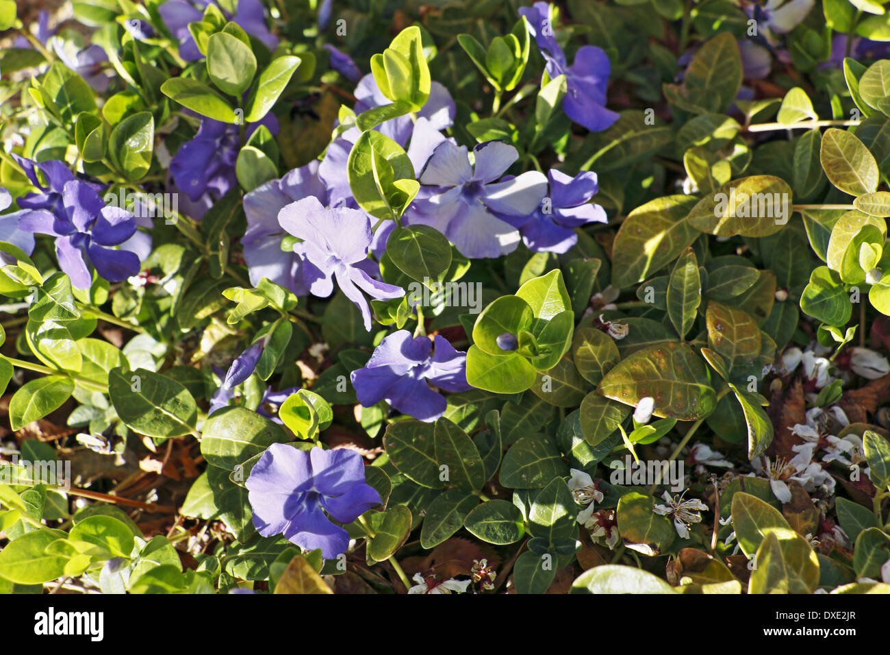 Ground flower hi-res stock photography and images - Alamy
