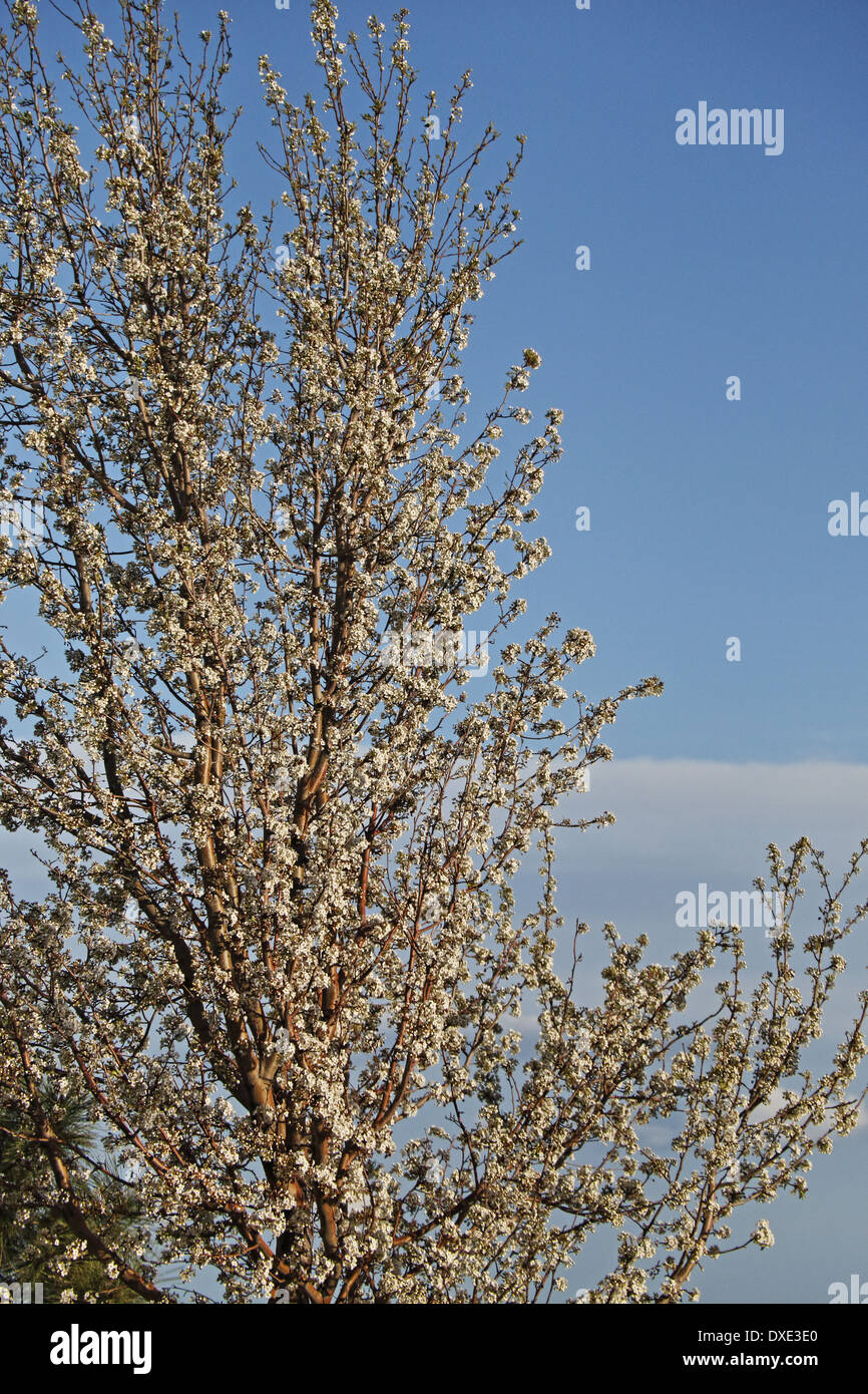 Gorgeous tree hi-res stock photography and images - Alamy