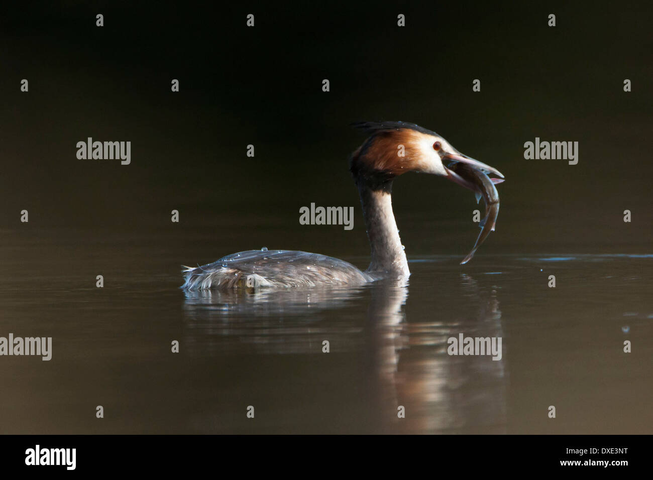 Great Crested Grebe eating a fish with dark background Stock Photo - Alamy