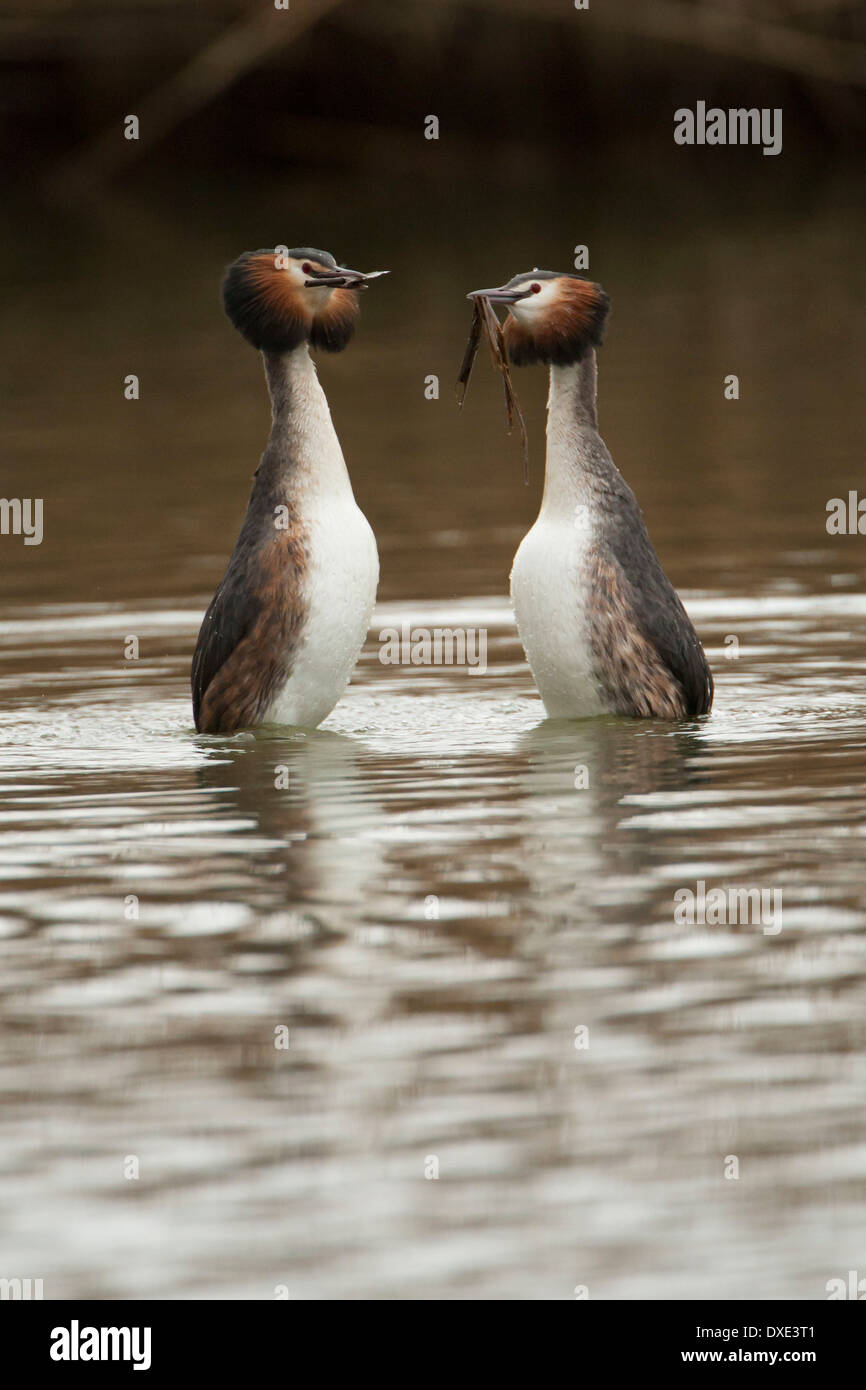 Great crested grebe hi-res stock photography and images - Alamy