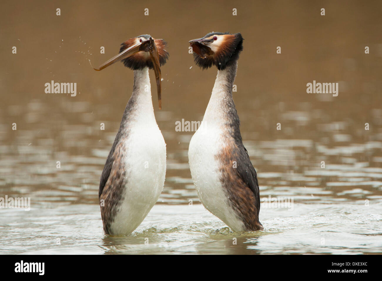 Great Crested Grebe courtship dance Stock Photo - Alamy