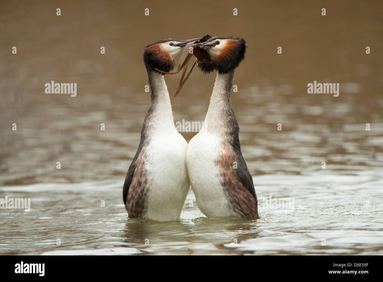 Weed dance hi-res stock photography and images - Alamy
