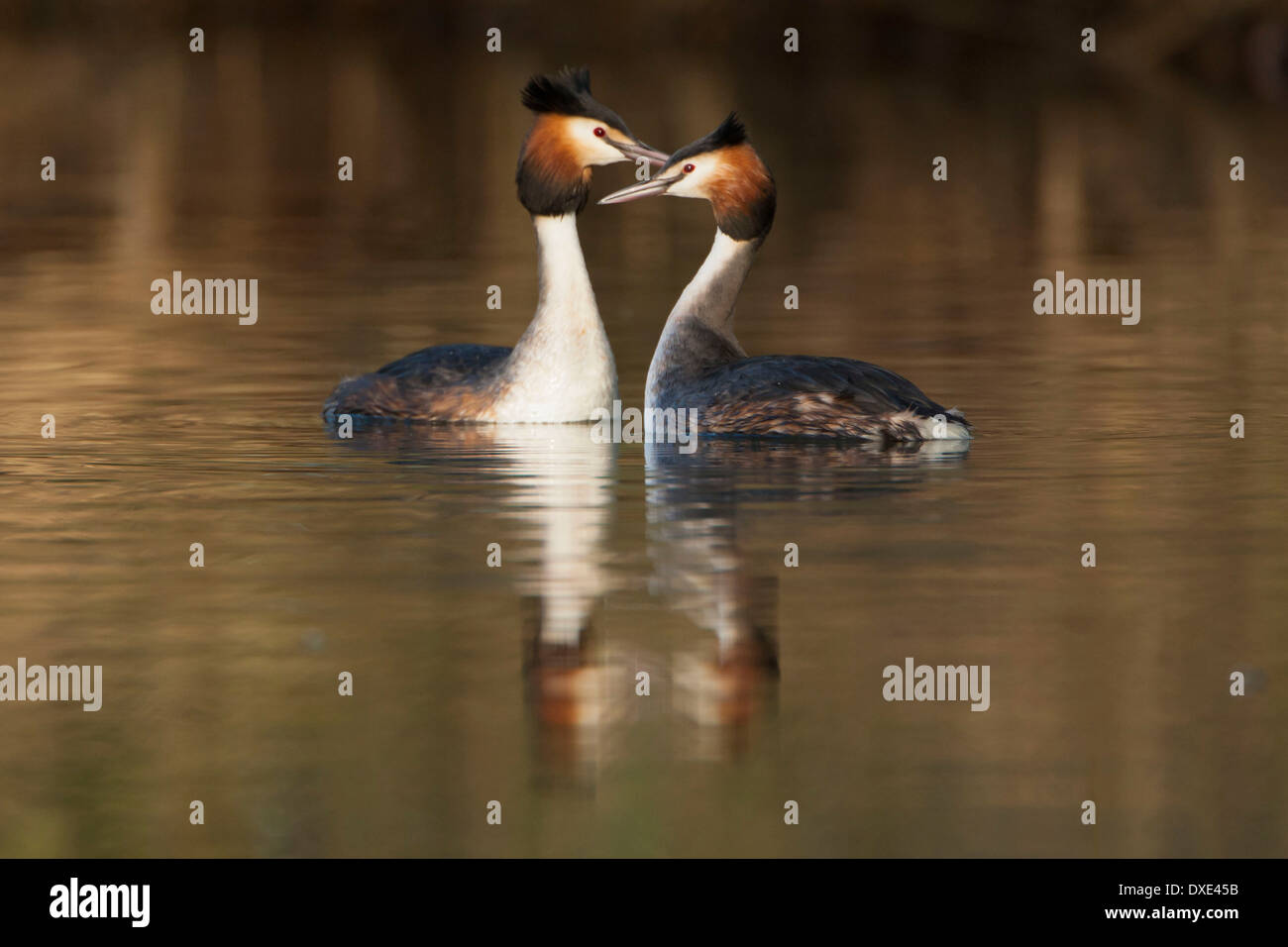 Courtship display of Great Crested Grebe pair with reflections of the ...
