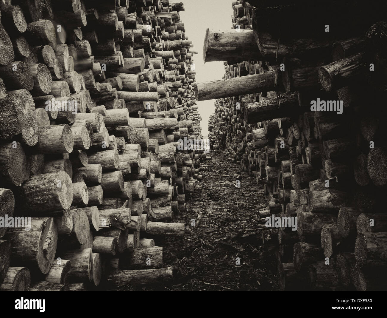 Stacks of timber in French logging yard Stock Photo - Alamy