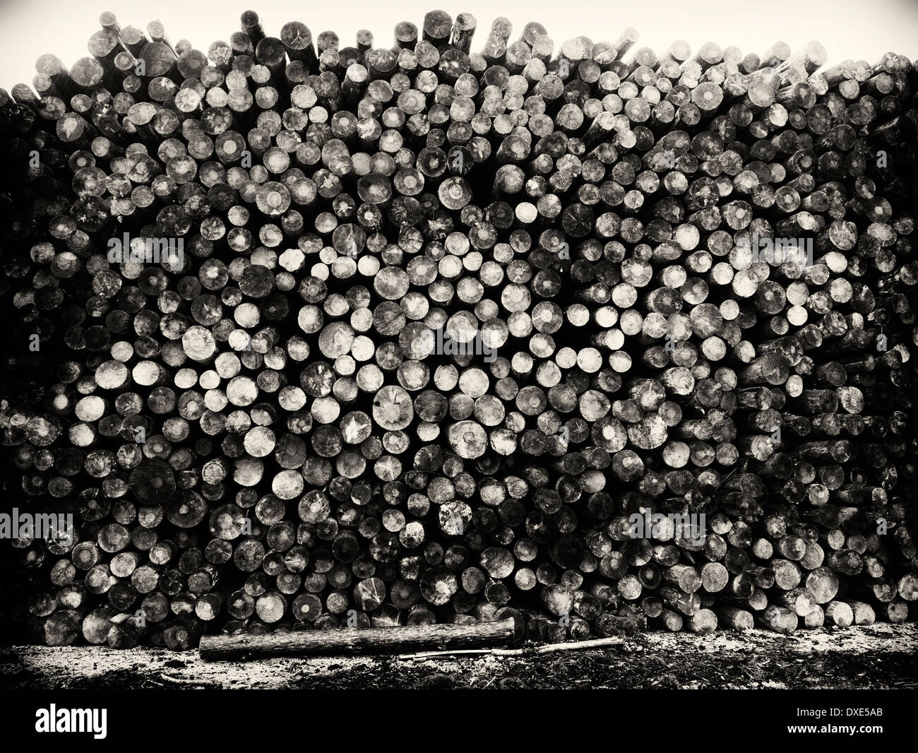 Stacks of timber in French logging yard Stock Photo - Alamy