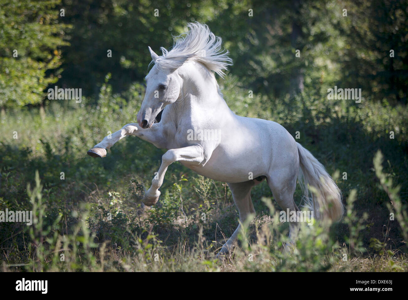 Pure Spanish Horse, Andalusian. Gray adult rearing on a clearing ...