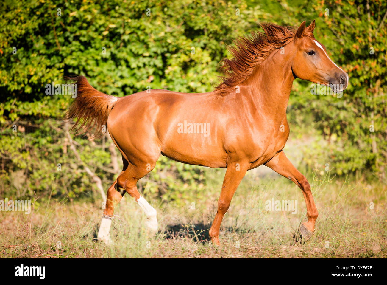 Arab Horse, Arabian Horse. Chestnut gelding trotting on a pasture ...