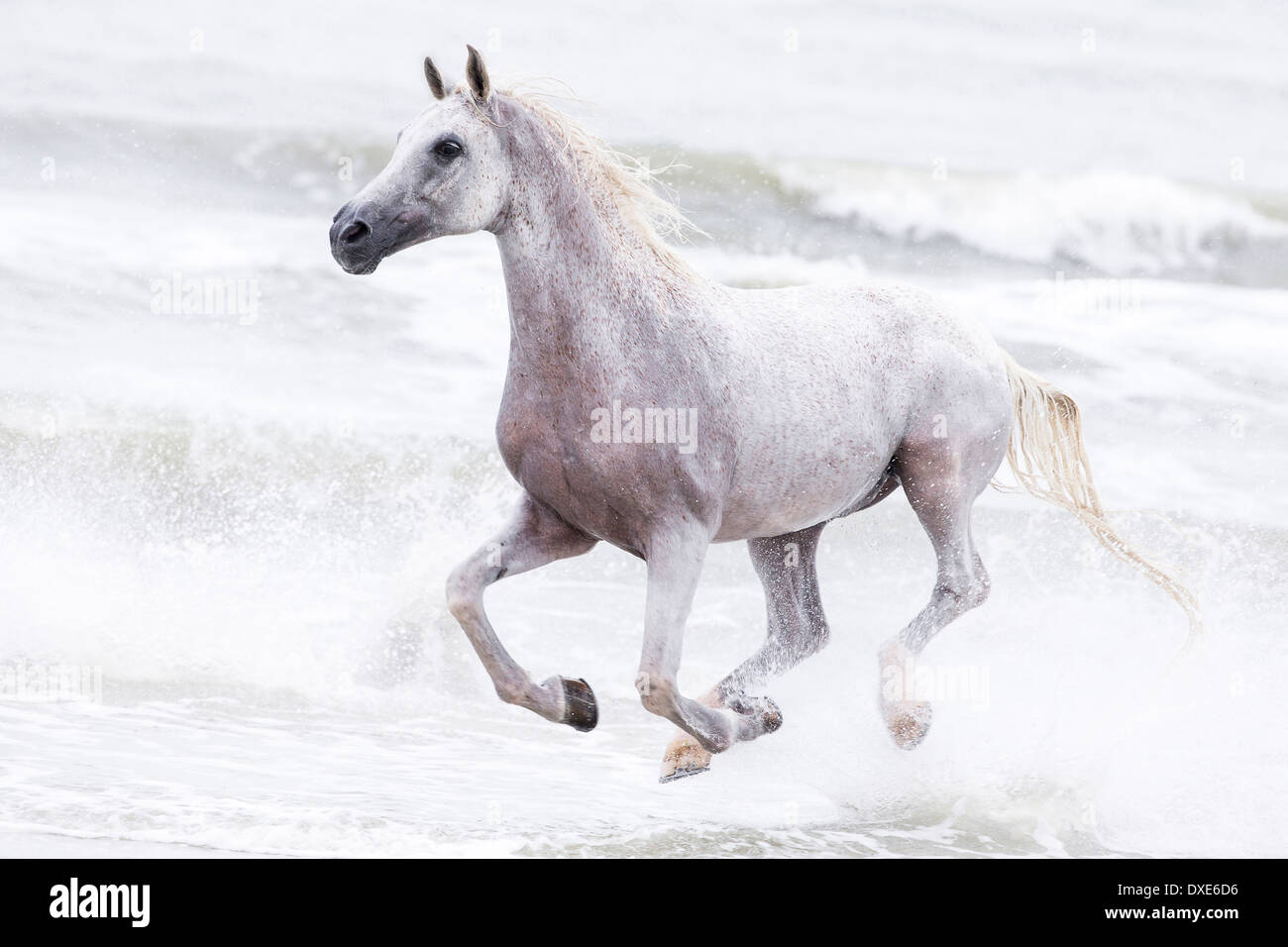 Arab Horse, Arabian Horse. Gray adult galloping in surf, Romania Stock ...