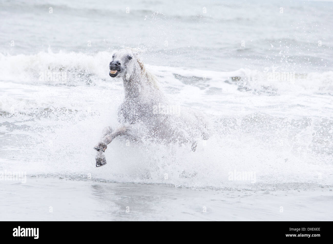 Arab Horse, Arabian Horse. Gray adult galloping in surf, Romania Stock ...