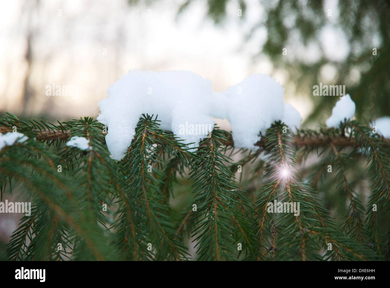 Close up icy fir hi-res stock photography and images - Alamy