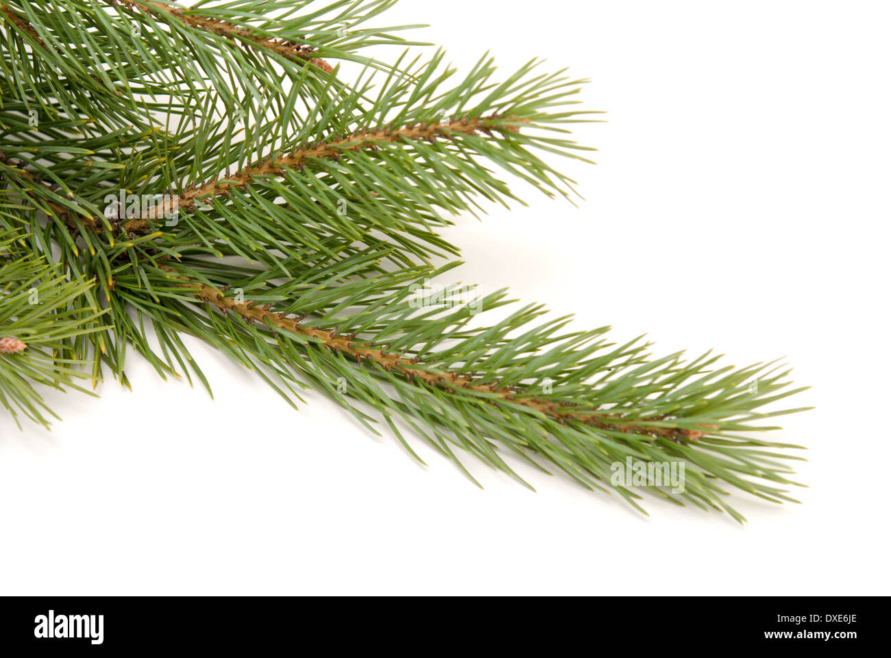 pine branch isolated on white Stock Photo - Alamy