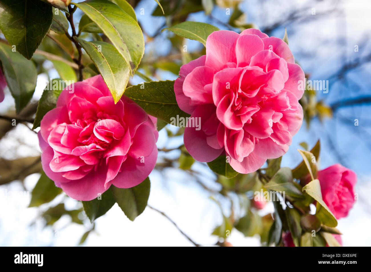 Pink camellia dew flower hi-res stock photography and images - Alamy