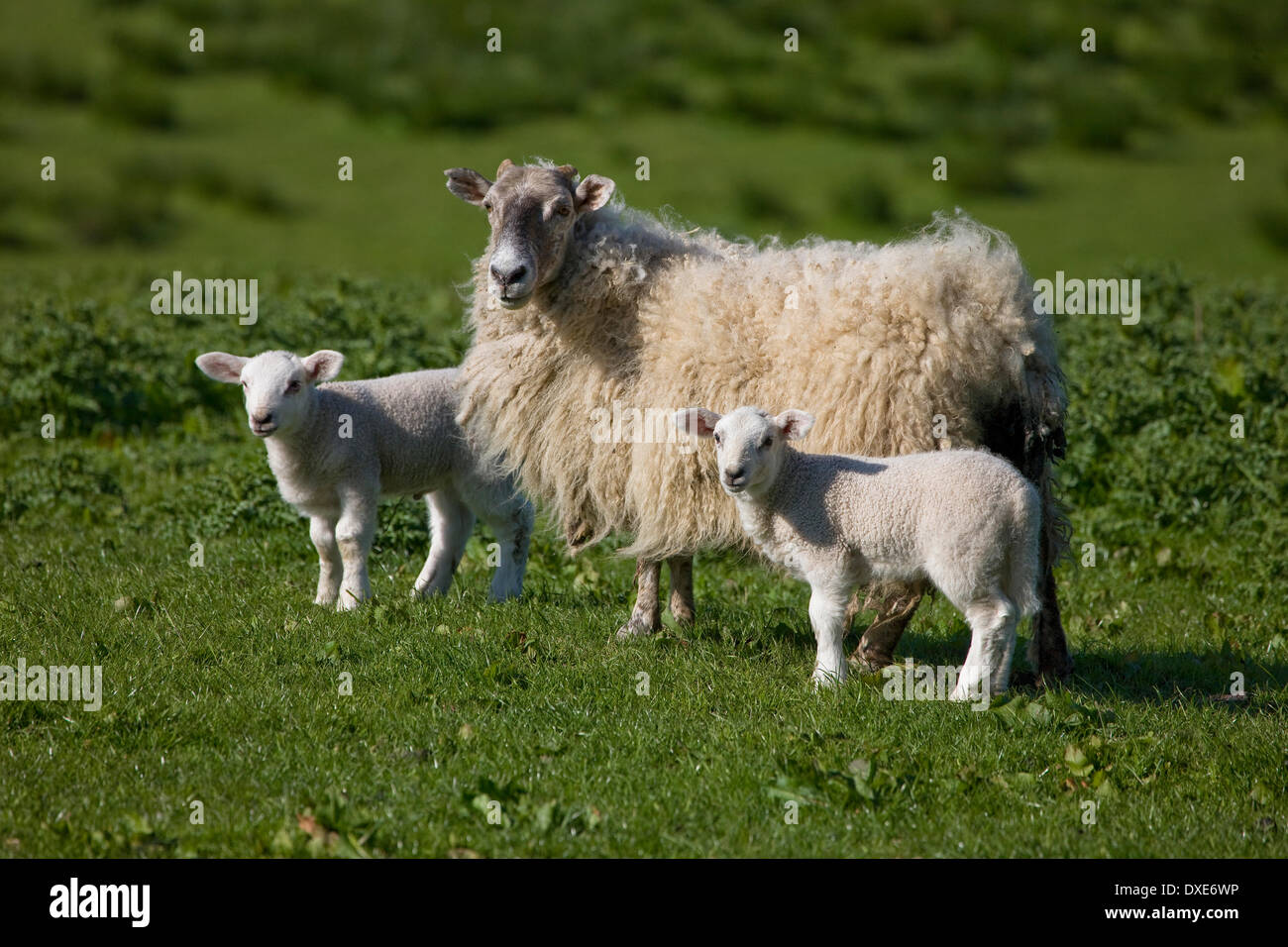 Sheep with lambs Stock Photo - Alamy