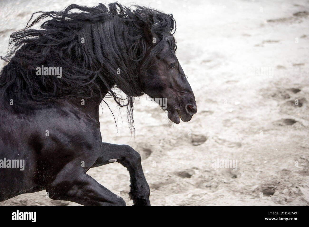 Friesian Horse. Black stallion galloping on a beach, portrait, Romania ...