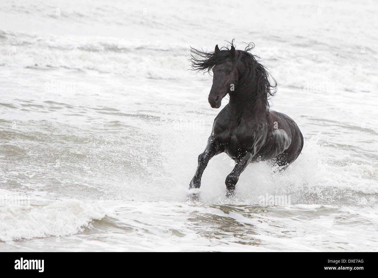 Friesian Horse. Black stallion galloping in surf, Romania Stock Photo ...
