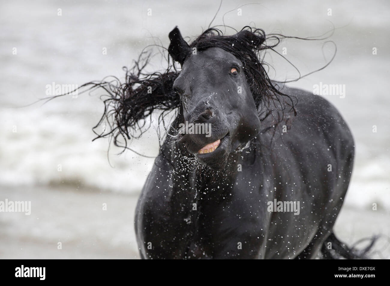 Friesian Horse. Black stallion shaking its head. Romania Stock Photo ...