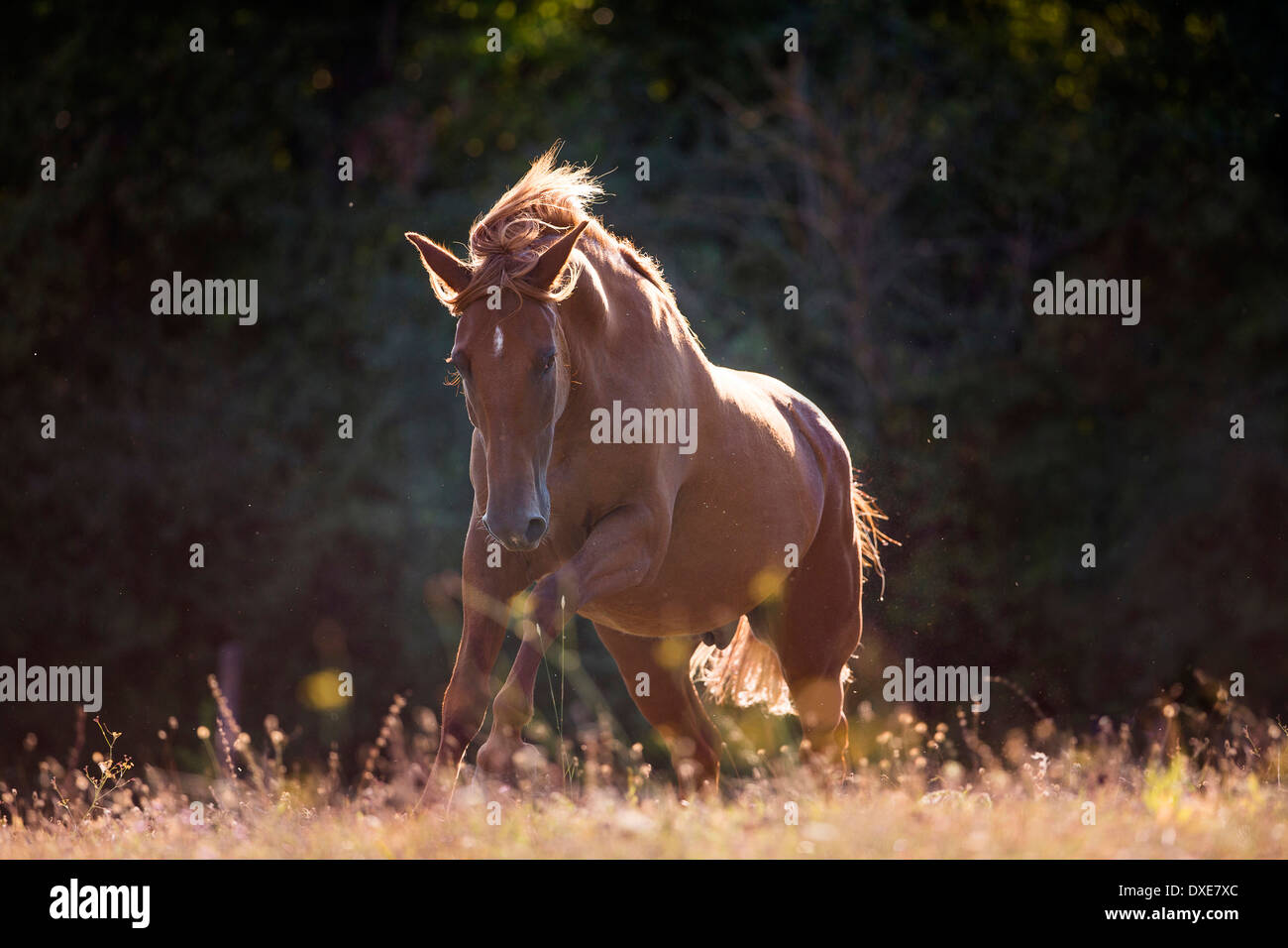 Maremmano. Chestnut horse galloping on a pasture. Toscana, Italy Stock ...